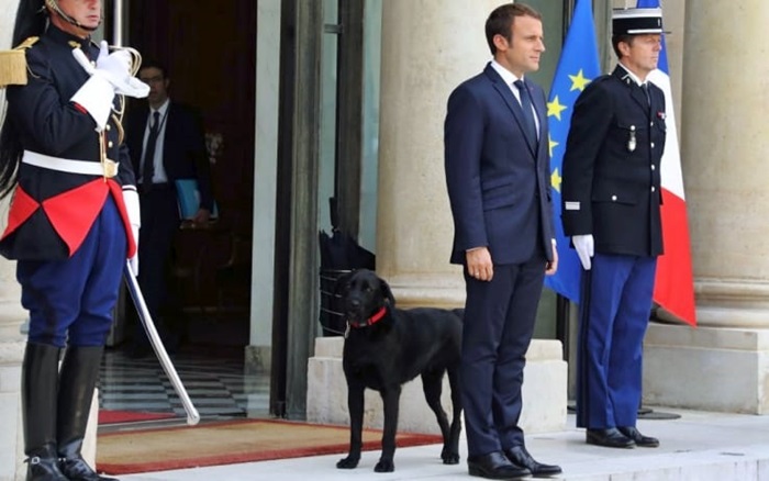 Nemo, il cane dell'Eliseo adottato da Macron | ILFOGLIETTONE.IT