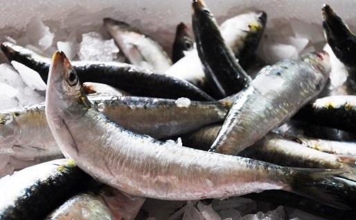 sarde | ILFOGLIETTONE.IT