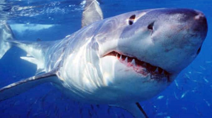 Squalo di almeno 7 metri avvistato a largo di Rimini | ILFOGLIETTONE ...