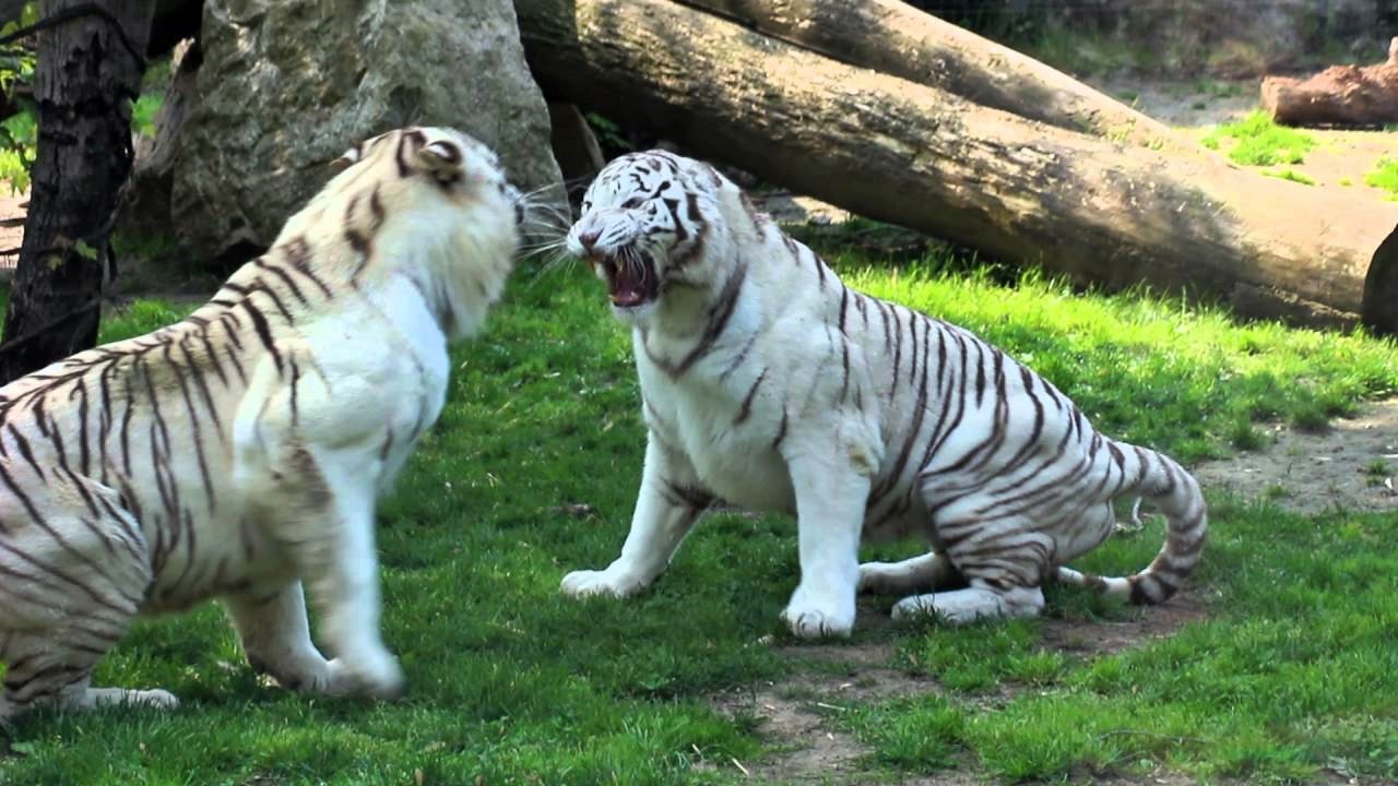 Francia, nati un rinoceronte bianco e 3 tigri a zoo di Amnéville ...