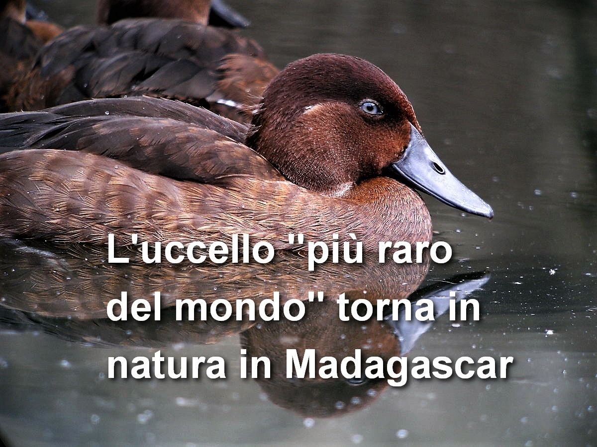 homeLa moretta del Madagascar, nome scientifico Aythya Innotata ...