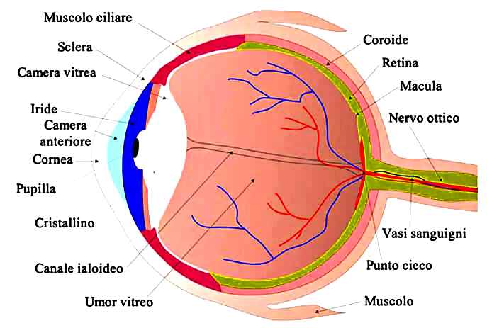 occhio-anatomia-fisiologia | ILFOGLIETTONE.IT