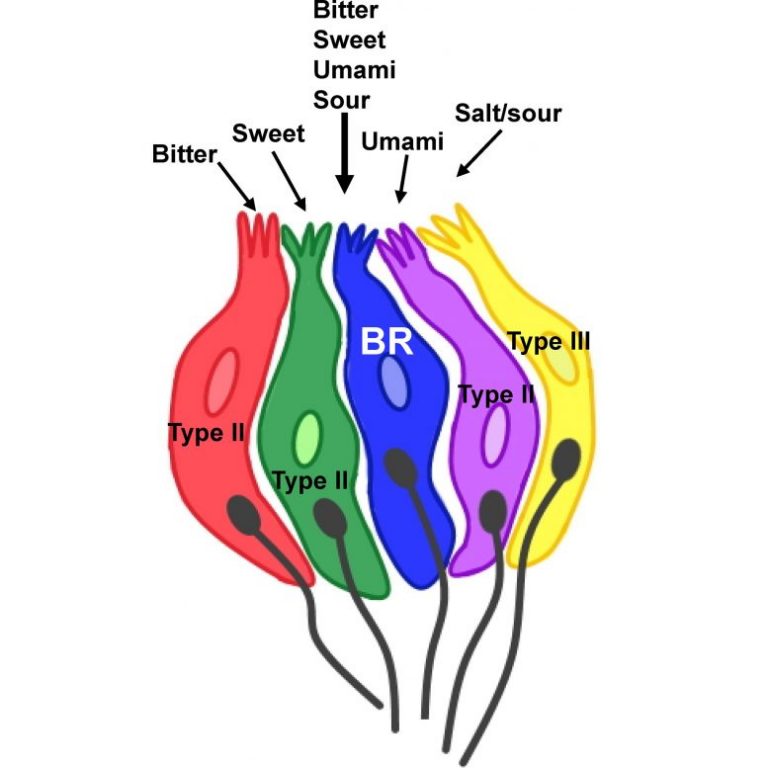 Scoperte le cellule "multitasking" del gusto | ILFOGLIETTONE ...