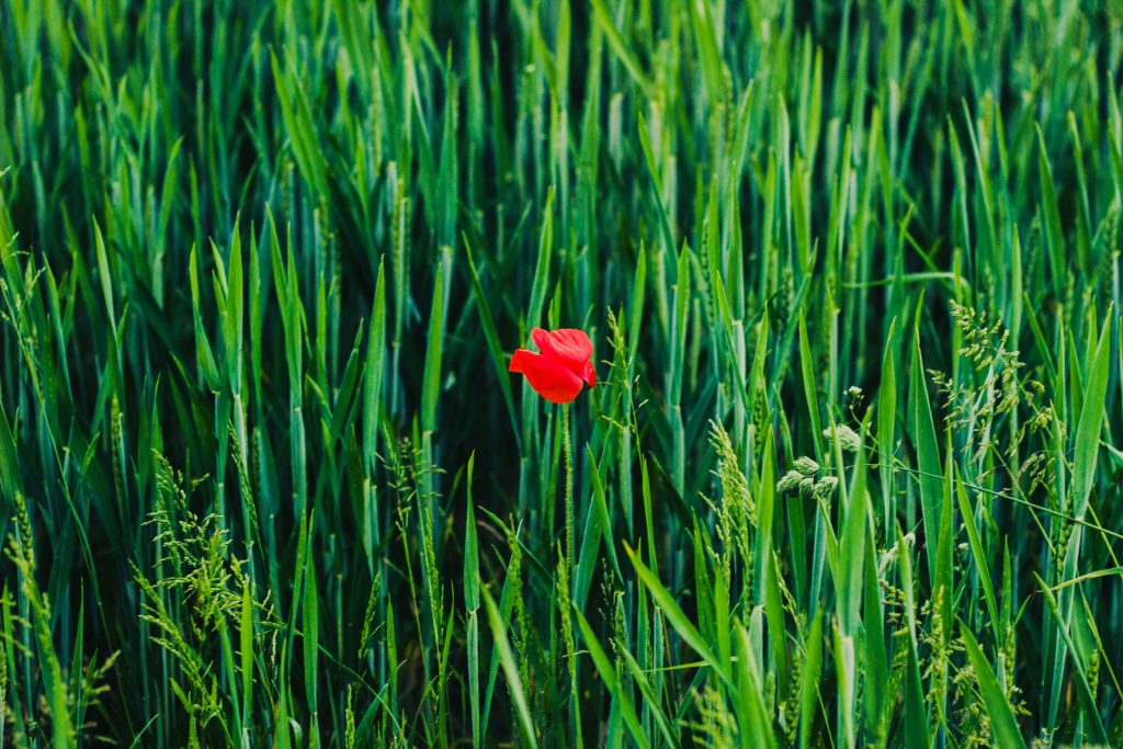 Tutti i simboli del green | ILFOGLIETTONE.IT