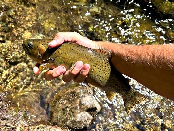 Salvare la trota mediterranea: un progetto per la biodiversità italiana ...